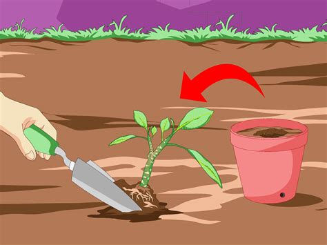 How To Grow Plumeria From Cuttings 12 Steps With Pictures