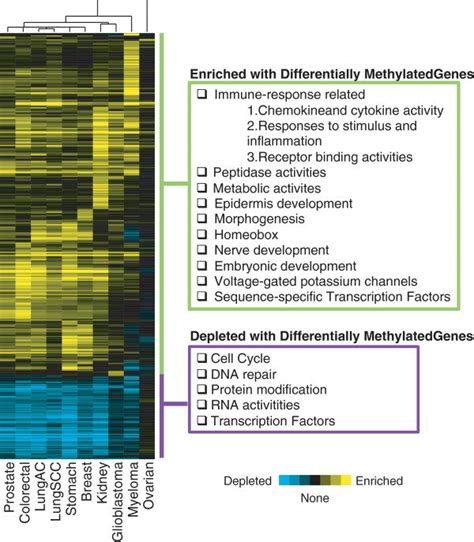 hierarchical clustering of significant biological concepts from