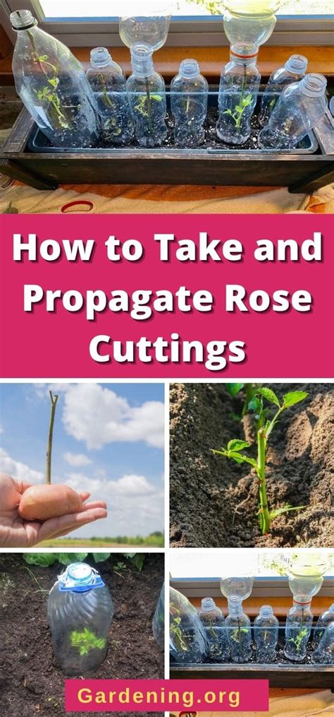 Propagating Roses From Cuttings Is Easy And Fun You Can Start With A