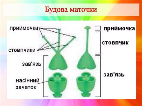 Квітка як орган статевого розмноження рослин Будова і різноманітність