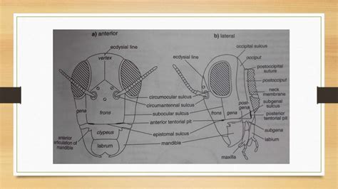 insect body segmentation all about the parts of insect body body