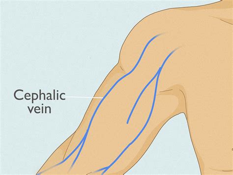How To Get Bicep Veins Diet And Exercise Tips