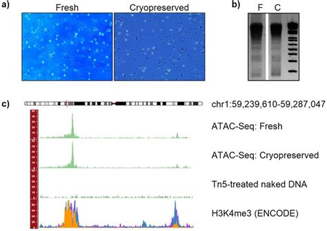 Representative Results For Atac Seq Carried Out On Fresh And Download Scientific Diagram