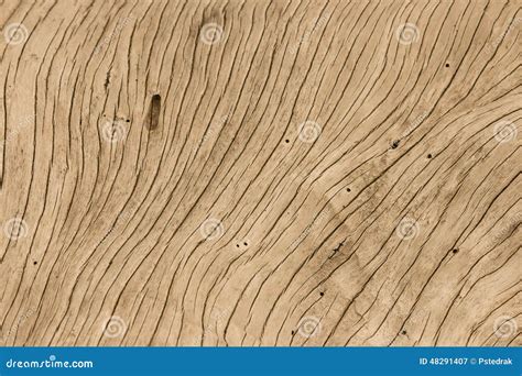 Weathered Tree Trunk Stock Image Image Of Trunk Wrinkled 48291407