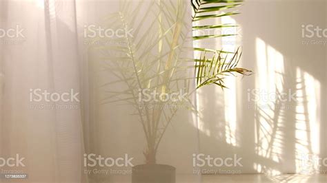 아침에 태양이 방을 조명 그림자 배경 오버레이 열대 잎의 투명한 그림자 흰색 벽에 떨어지는 자연 잎 나무 가지의 추상 회색 그림자 배경 그늘에 대한 스톡 사진 및 기타