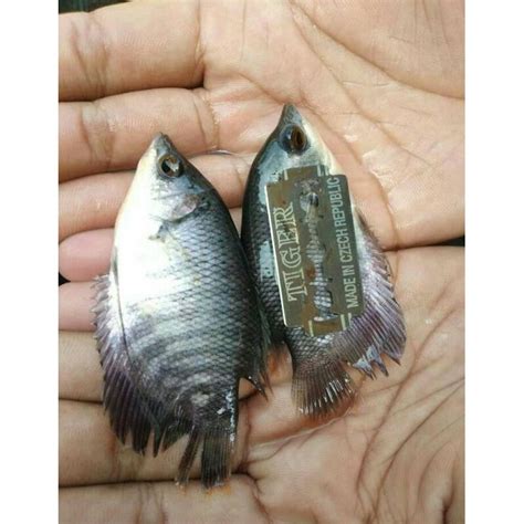 Jual Bibit Ikan Gurame Soang 2jari Silet Full Shopee Indonesia
