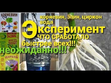 Корневин, Эпин, Циркон, Вода - в чем корни вырастут быстрее всего ...
