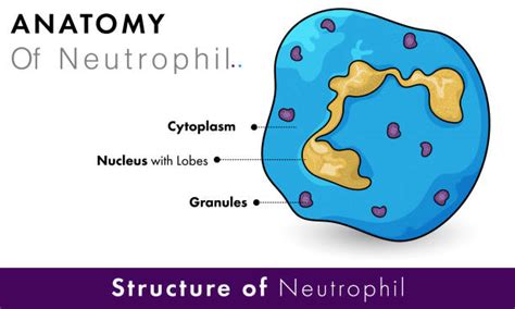 Labeled Neutrophil Diagram