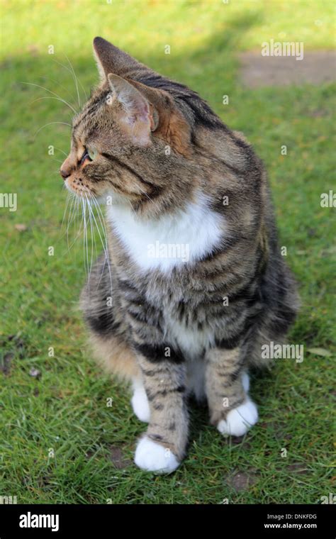Female Tabby Maine Coon Cat Stock Photo Alamy