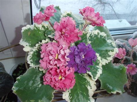 ЛЕ-Астрея спорт | African violets, Houseplants, Violet