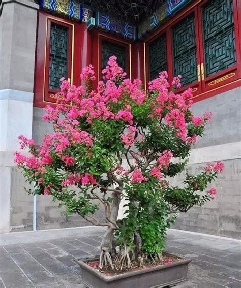 要想富，種好樹！院子種棵「富貴樹」，後代興旺，好處多，寓意好 每日頭條