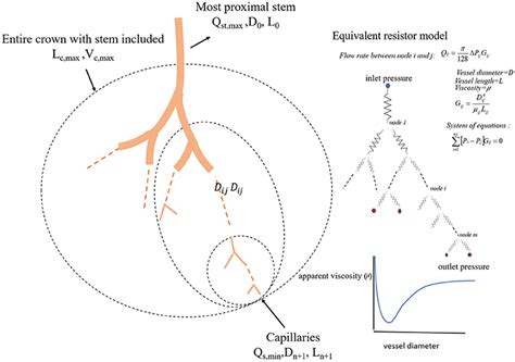 Linear Velocity Of Blood Flow Equation Tessshebaylo