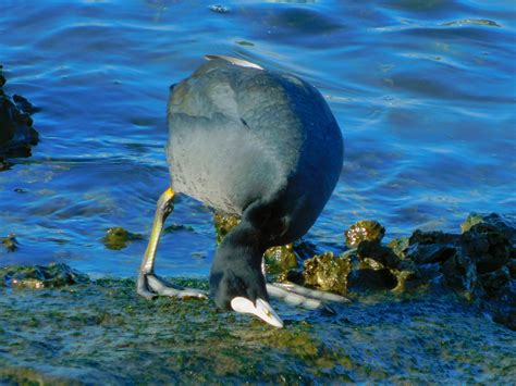 オオバン 2018 01 20 日本の野鳥識別図鑑