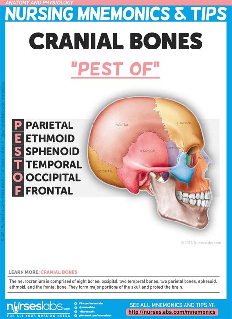 Cranial Bones Mnemonic Nursing Nursing Mnemonics Anatomy And