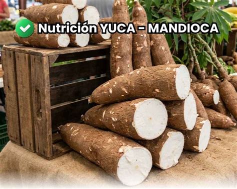 Cultivo De Yuca 5 Etapas Para Engrosar Tus Raíces