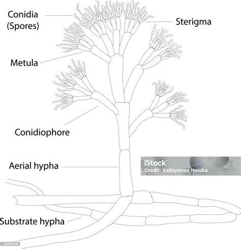 Struktur Penicillium Ilustrasi Stok Unduh Gambar Sekarang Alergi