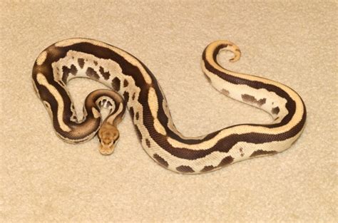 cypress orange dream fire leopard het clown ball python by moore pythons llc