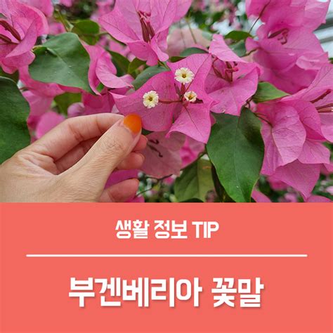 부겐베리아 꽃말 부겐빌레아 키우기 가지치기 총정리 네이버 블로그