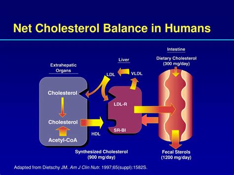 Ppt Cholesterol Metabolism Powerpoint Presentation Free Download
