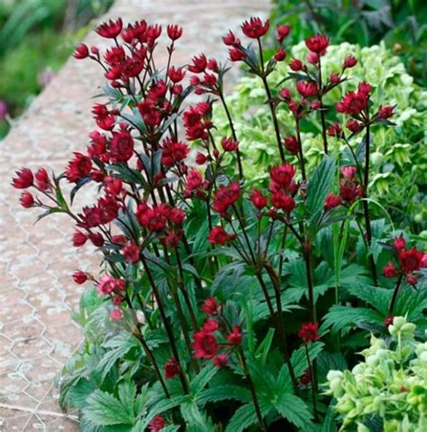 Jarzmianka Sadzonki Niska Cena Na Allegro Pl