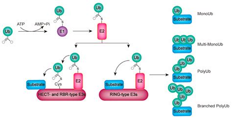 Progress In Anticancer Drug Development Targeting Ubiquitination