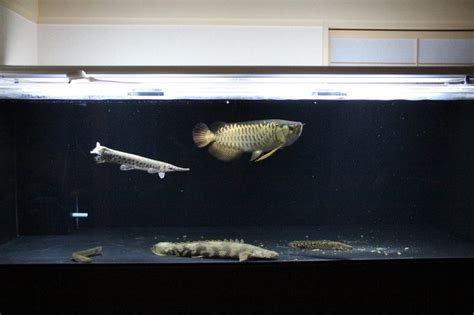紅尾金龍 こーたの古代魚