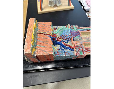 Histology Of Duodenum Quiz