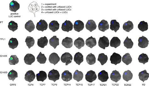Bimolecular Luciferase Complementation Assays Download Scientific