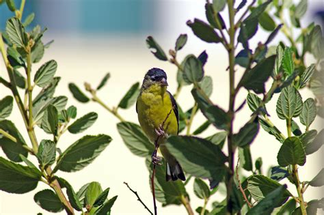 Lesser Goldfinch