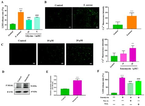 Staphylococcus Aureus Induced Necroptosis Promotes Mitochondrial Damage