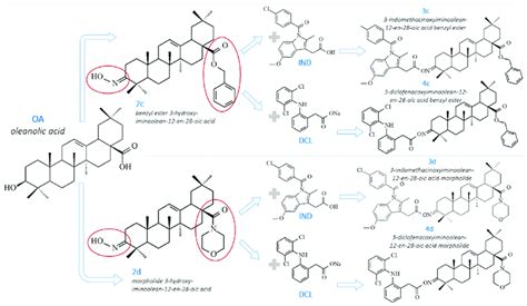 The Chemical Structures Of Oleanolic Acid Oa Oleanolic Acid Oximes Download Scientific