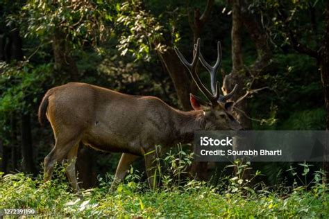 Rusa Sambar Jantan Atau Rusa Unicolor Dengan Tanduk Panjang Atau Rusa