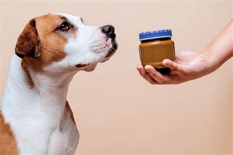 Can Dogs Eat Peanut Butter Jinx
