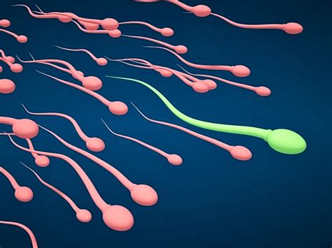 Male Fertility Tests Semen Analysis And How To Check Male Fertility
