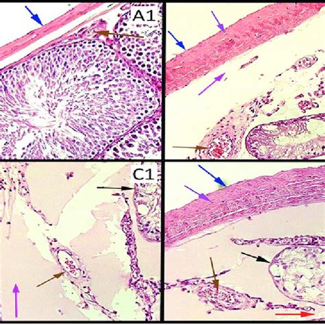 A2 Photomicrograph Of Rats Testis Of Control Group On 40th Day