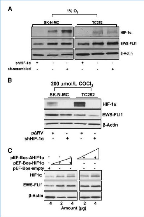 Specific Downregulation Of Hif 1α By Rna Interference Dramatically