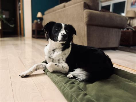 This Girl Is The Best 🥰 R Bordercollie