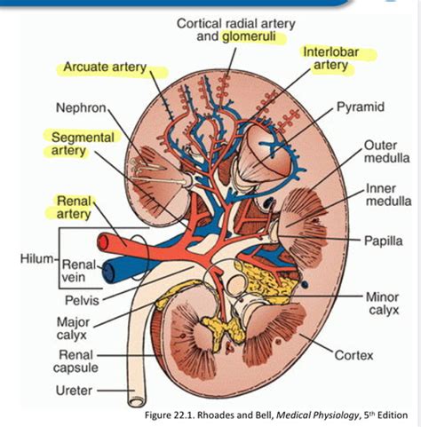 Renal Function Flashcards Quizlet