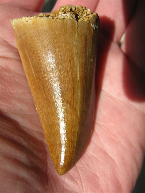 My Mosasaurus Hoffmanni Tooth Member Collections The Fossil Forum
