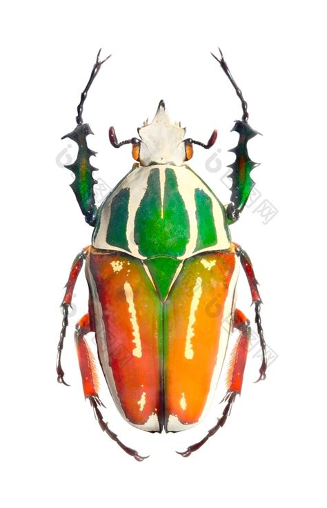 甲虫插画高清图片 甲虫插画素材 包图企业站