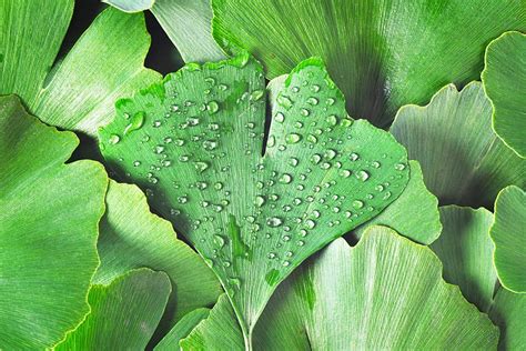 Aphrodisiacs That Really Work Readers Digest