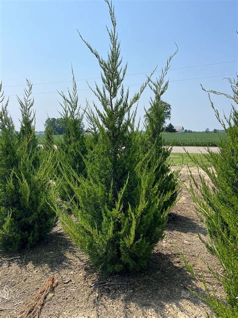 Juniperus Chinensis Hetz Columnar Juniper Browns Nursery