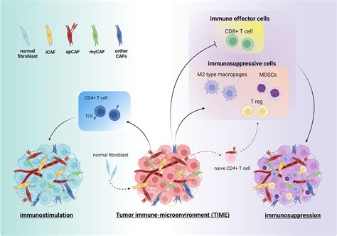 The Heterogeneity Of Cancer‐associated Fibroblast Subpopulations Their Origins Biomarkers And