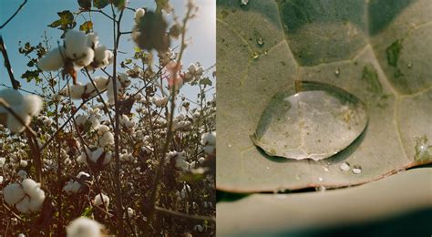 Field To Fashion Regenerative Cotton Agolde