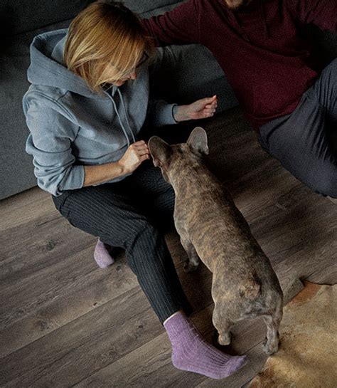 ¿cÓmo Los Perros Leen Las Emociones De Los Humanos