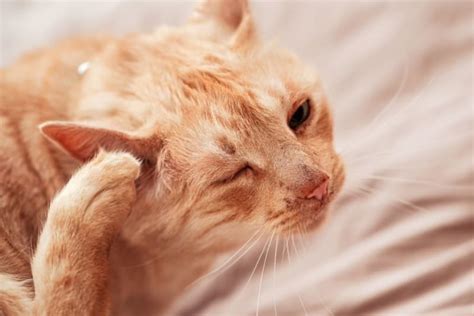Ear Mites In Cats Causes Treatment And Prevention Johns Creek Vets