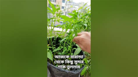 নিজের গাছ থেকে পেরে শাকসবজি খাওয়ার আনন্দই অন্যরকম।plants Gardening