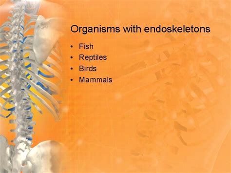 Muscles And Bones Exoskeleton And Endoskeleton Exoskeleton A