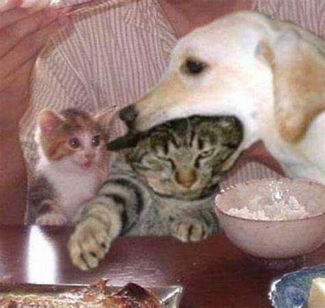 Пин от пользователя Sam на доске Cats Cats And Cats Мемы про котов Мемы про собак Котята