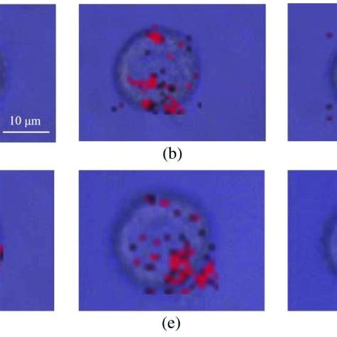 In Vitro Cytotoxicity Evaluation Of Su Dhl 4 Cells Using Cck Assay The